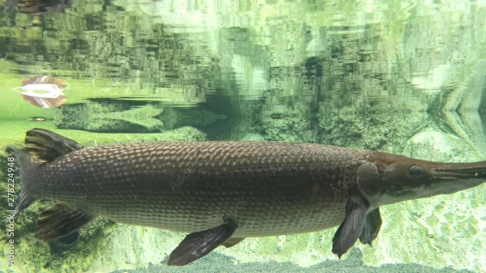 Video „Alligator Gar in a clear aquarium. Predator alligator gar in a ...