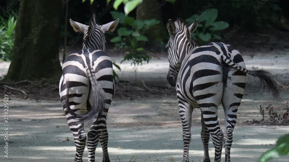Zebras behind while waving their tails. Zebra ass and tails vídeo de ...