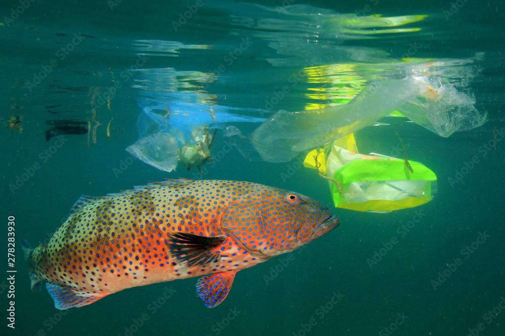 Fish and plastic pollution in sea. Microplastics contaminate seafood ...