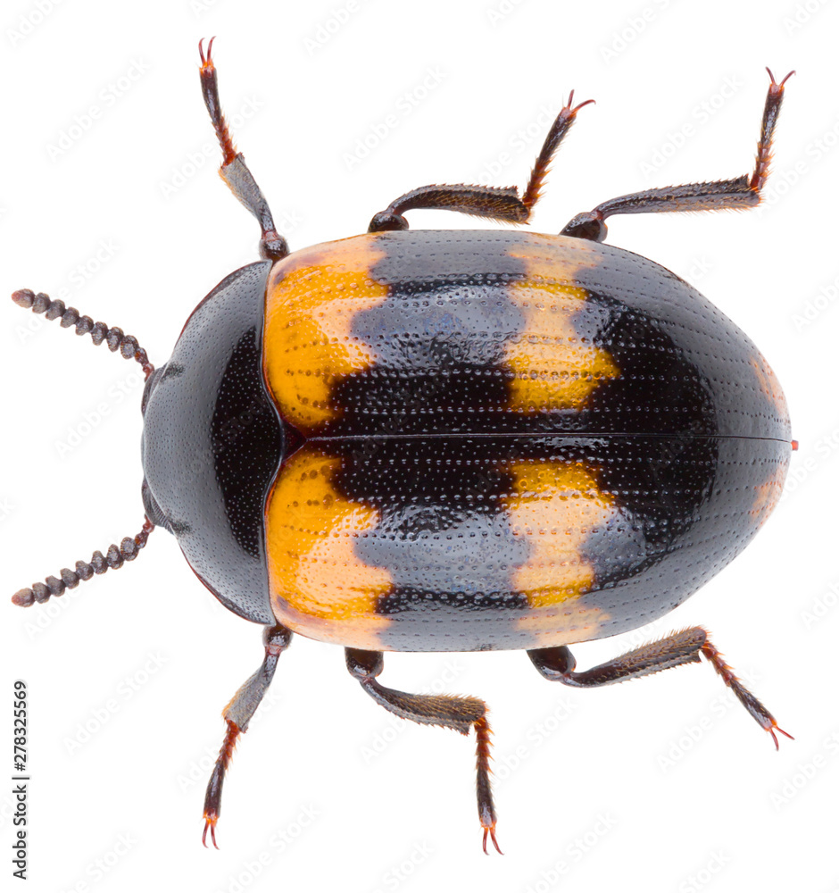 Diaperis boleti is a species of darkling beetle in the family ...