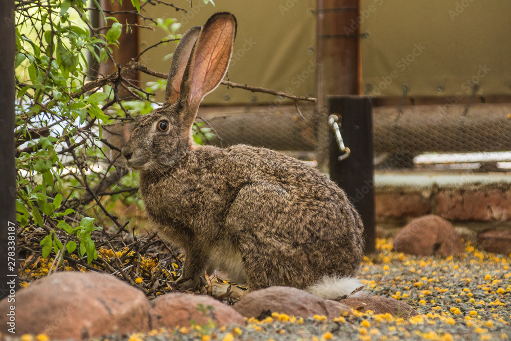 Riverine Rabbit or Hare sitting on an outdoor pathway with long ears ...