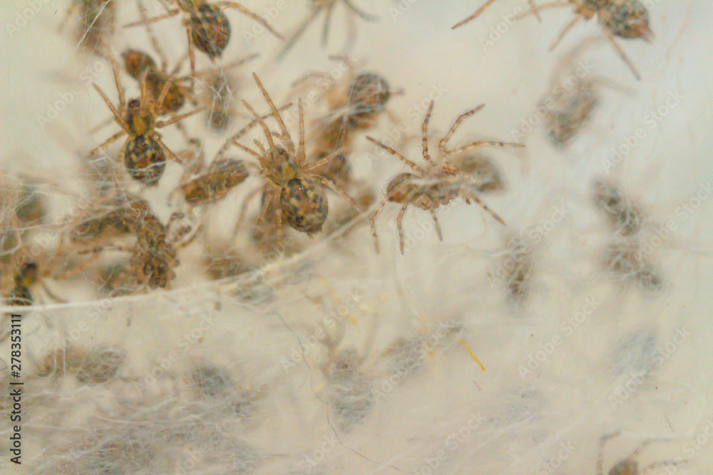Nest with lots of little spiders, brood. Web close up. Arachnophobia ...