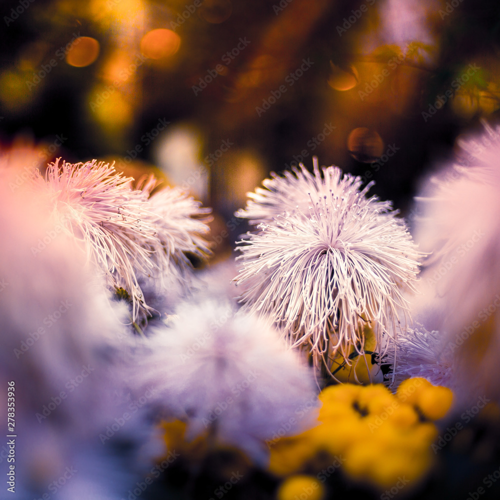 White Mimosa microphylla flowers that look like koosh balls, also known ...