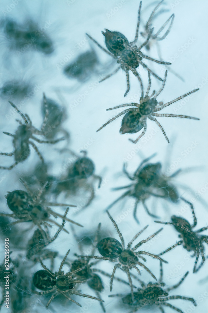 Nest with lots of little spiders, brood. Web close up. Arachnophobia ...