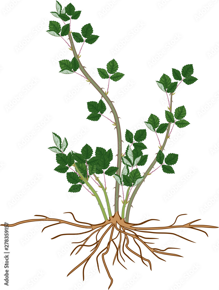 Blackberry shrub with green leaves and root system isolated on white ...