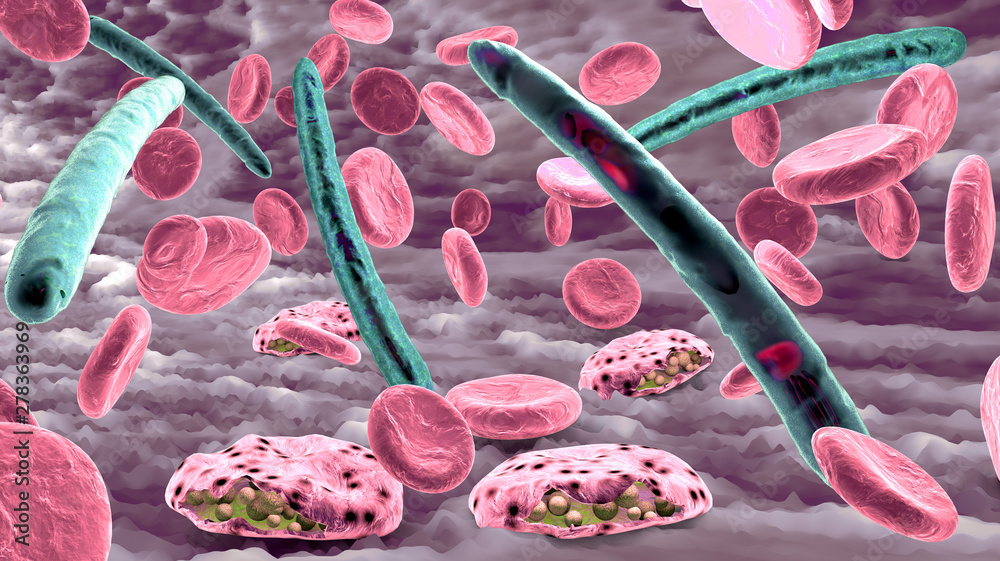 Malaria pathogen causing malaria illness and blood cells into blood ...