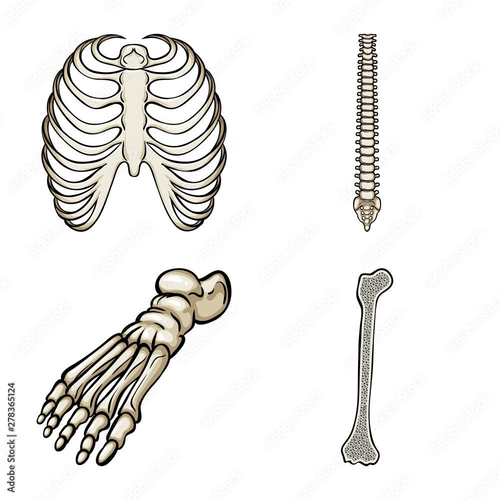 Vector illustration of bone and skeleton symbol. Collection of bone and ...