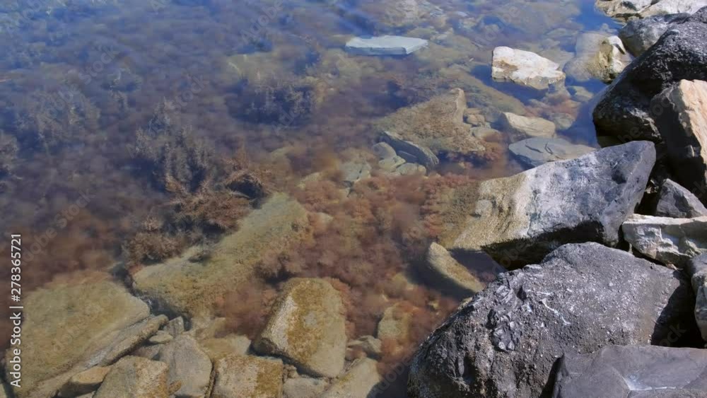 Brown and green algae at seabed. Background with light brown seaweed on ...