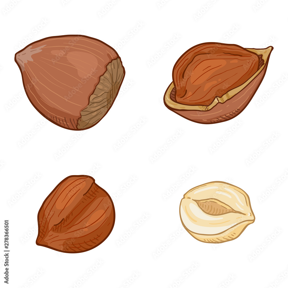 Vector Set of Cartoon Hazelnuts. Stock Vector | Adobe Stock