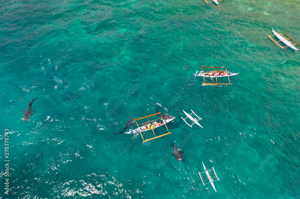 Tourists are watching whale sharks in the town of Oslob, Philippines ...