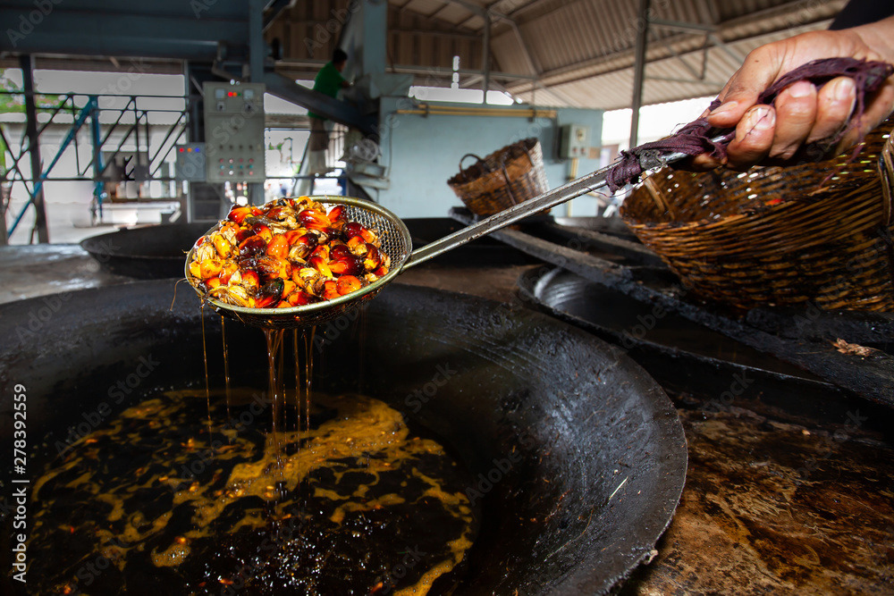 Boiling oil palm fruits for palm oil production. Stock Photo | Adobe Stock