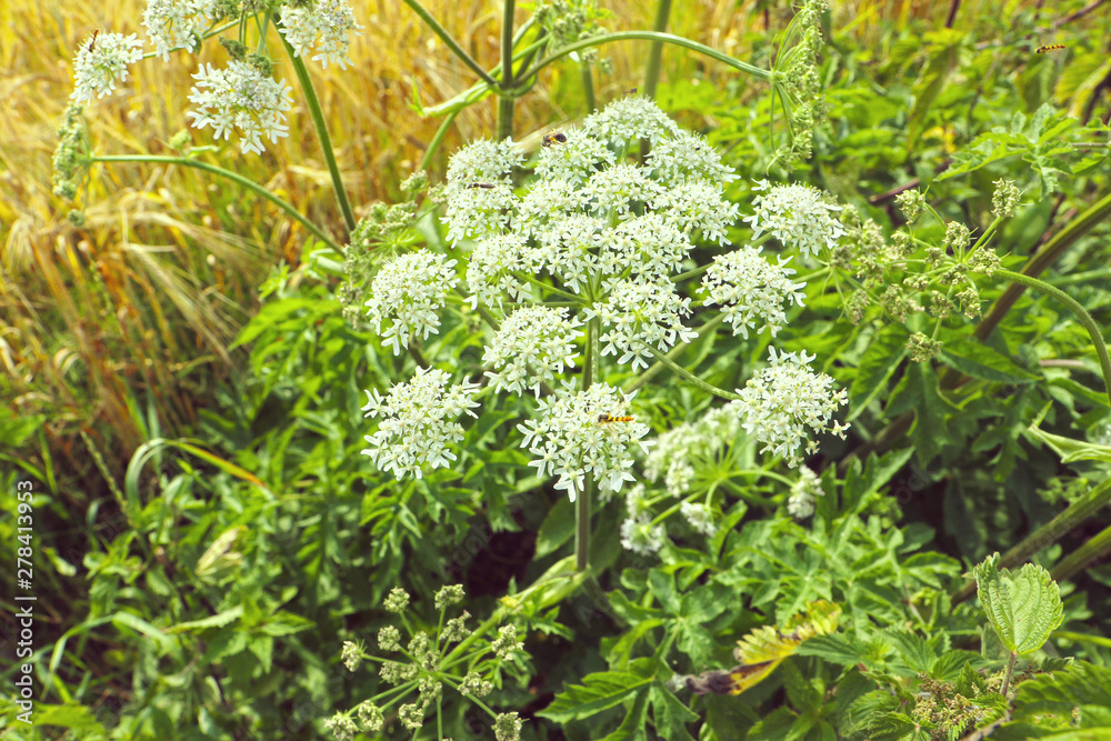 White cluster of white wild angelica flowers in a summer meadow, soft ...