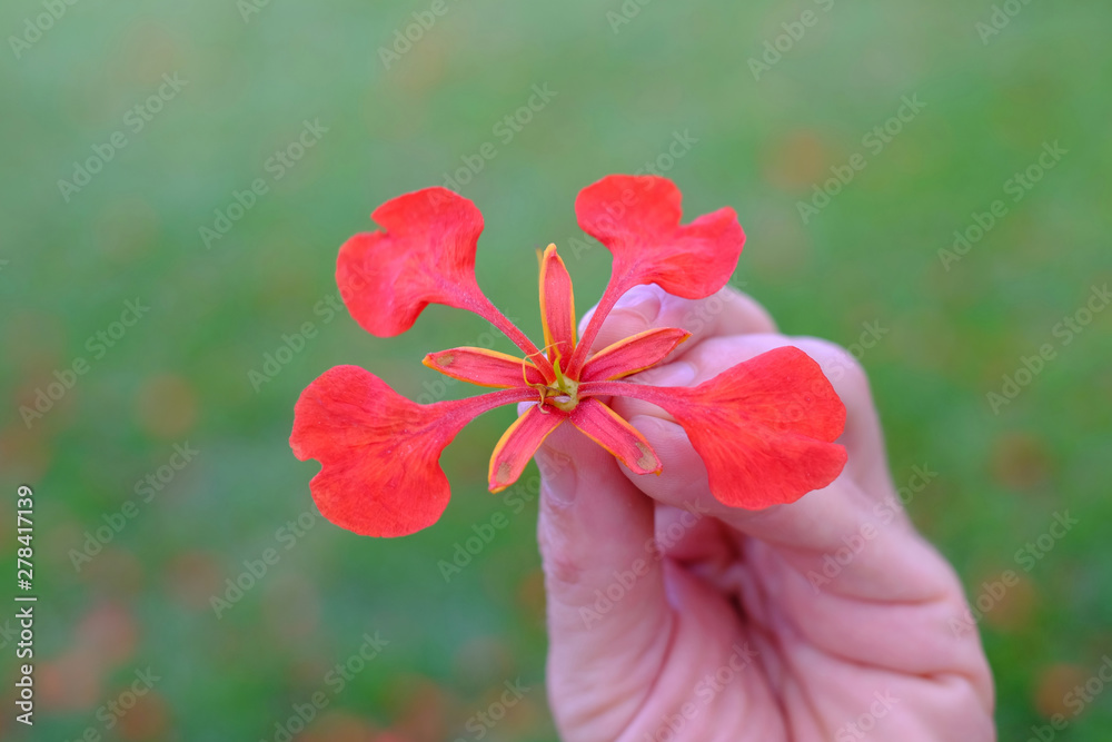 Red flower of flame of the forest tree (Delonix regia), handheld on ...