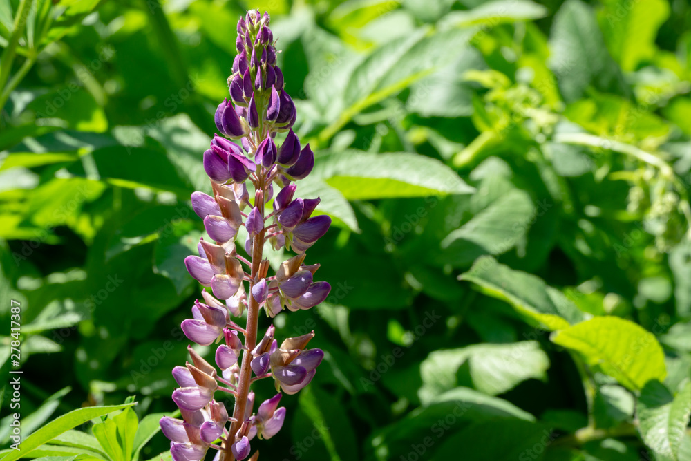 Lupine Flower Wallpaper