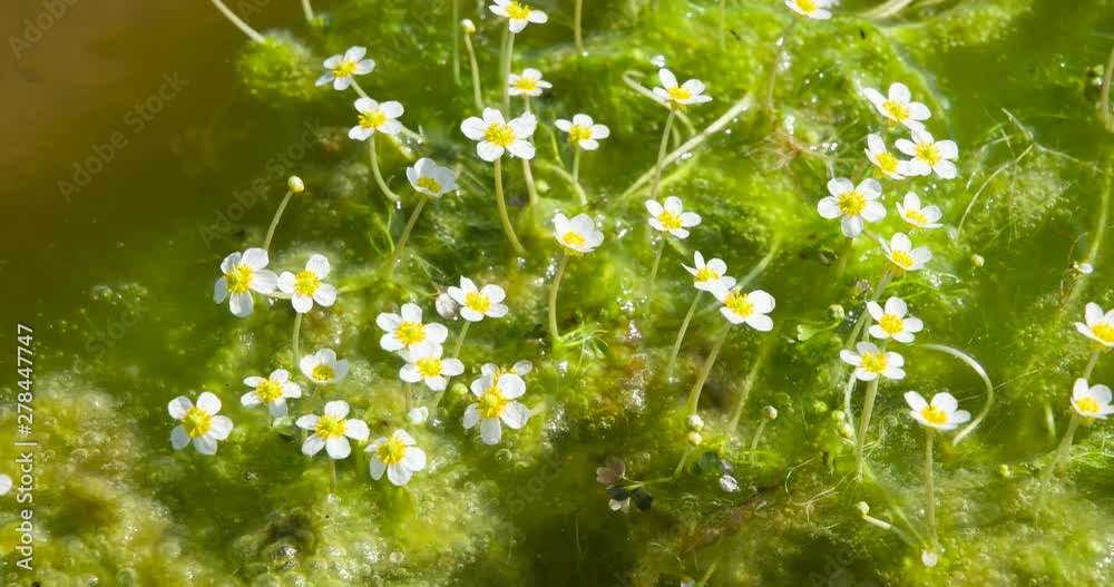 Cute Flowering Swamp Slime. Swampy bubbly mucus blossomed with cute ...
