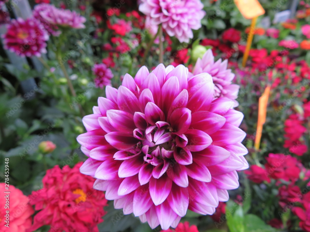Beautiful flowers with very intense colors and color is pleasing to the ...
