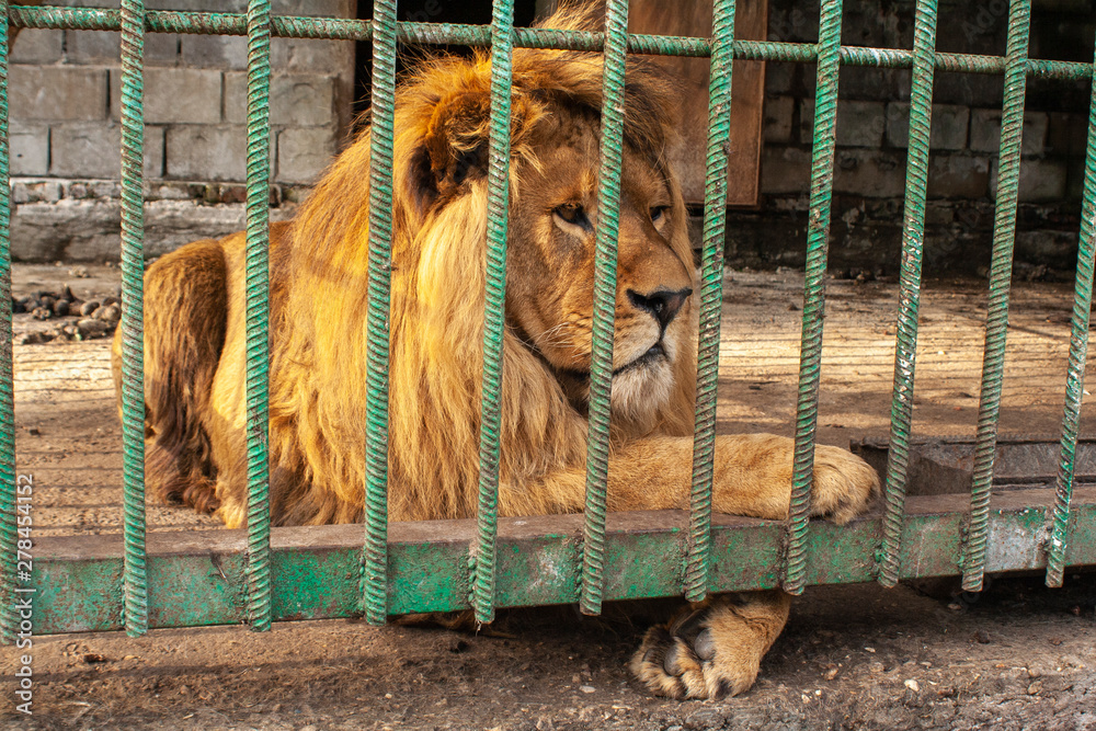 Lion in a cage. Animal in the zoo. Valier for a wild cat. Big lion in ...