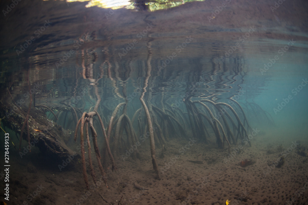 Mangrove prop roots reach towards the shallow seafloor in Raja Ampat ...