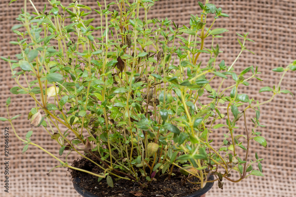 Organic Thyme Plant with roots in fertilized soil isolated on natural ...