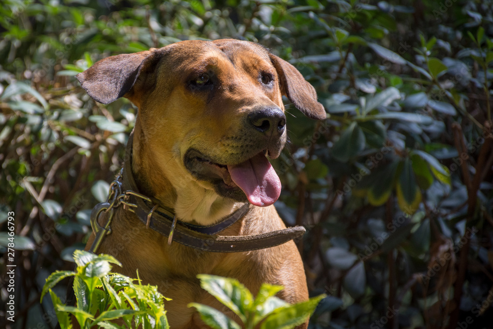 Adorable perro criollo - mestizo - sin raza, color café, disfrutando ...