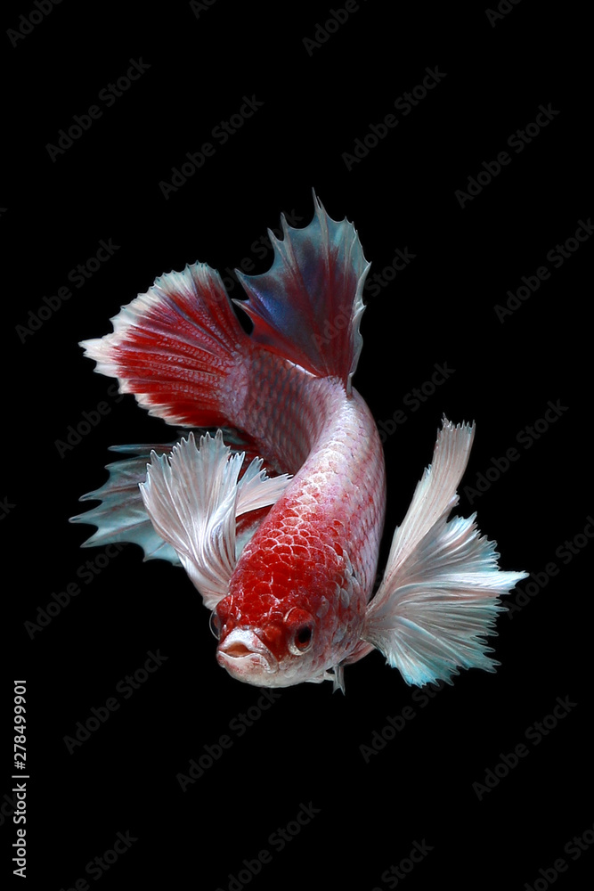 betta fish big ear Stock Photo | Adobe Stock