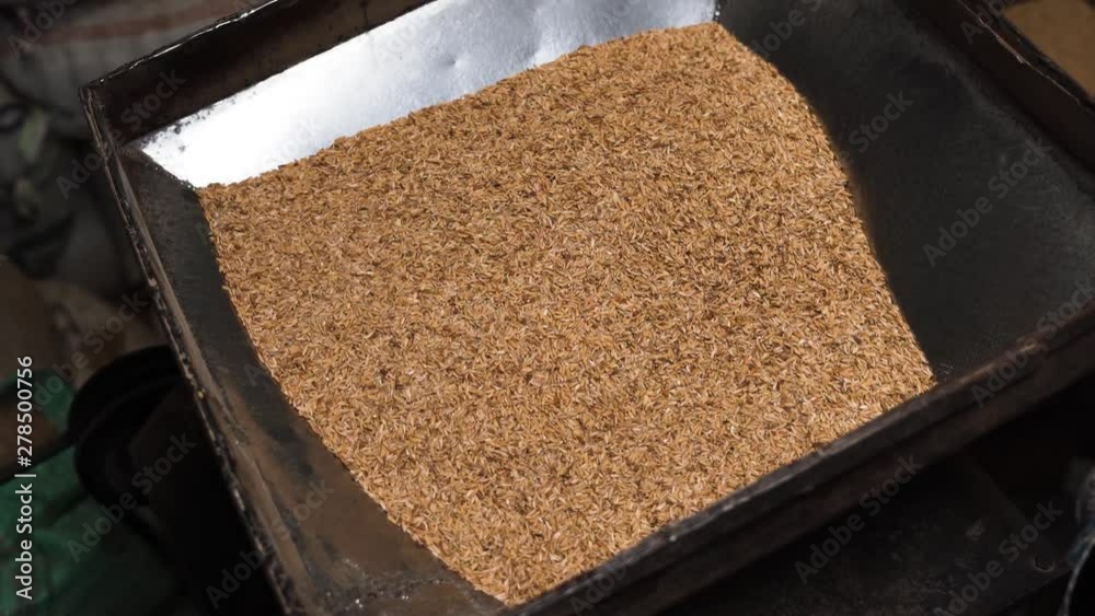 Pouring paddy rice with impurites into a hopper of Paddy cleaner - top ...