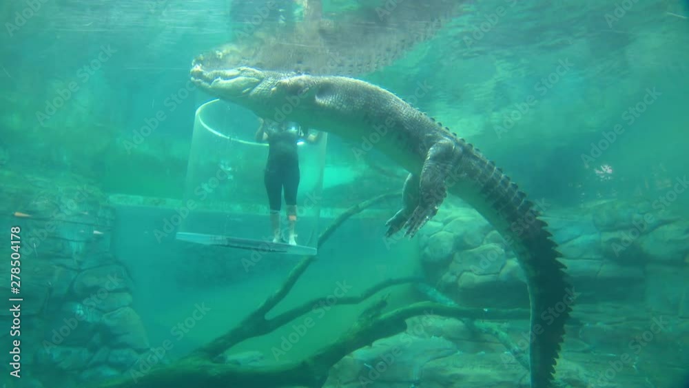 Handheld, underwater, medium wide shot of a saltwater crocodile ...