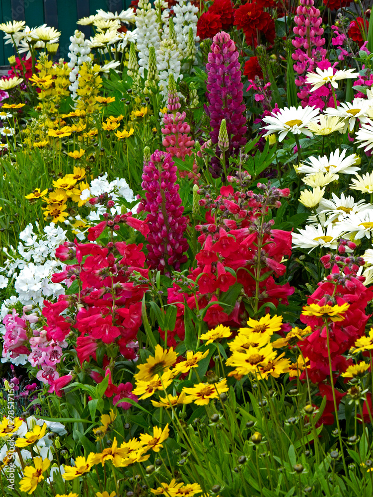 A colourful flower border with Lysimachia, coreopsis and Lupins Stock ...