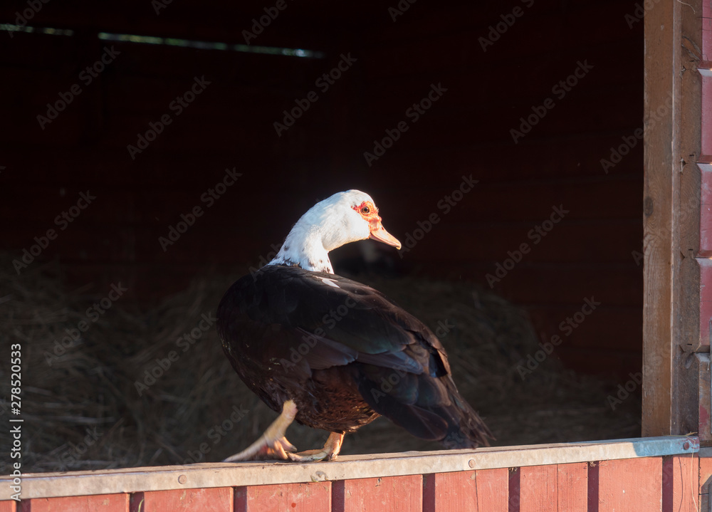 Muscovy duck Muscovy duck Cairina moschata standing on wooden orange ...