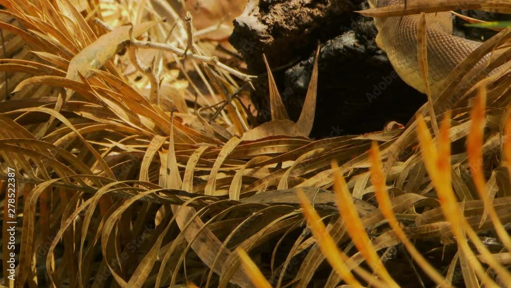 Steady, medium close up shot of a bardick snake (Echiopsis curta) on ...