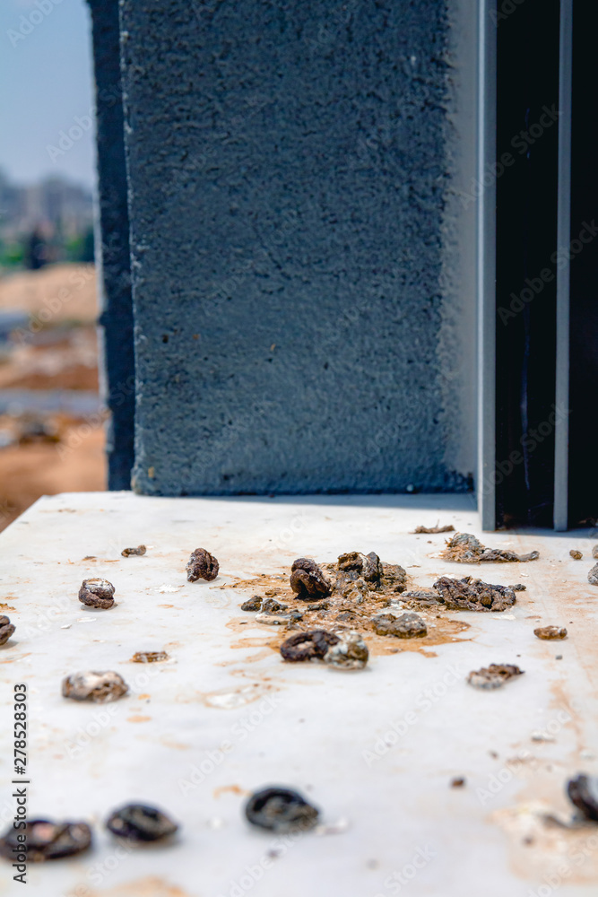 Pigeon droppings on the windowsill Stock Photo | Adobe Stock