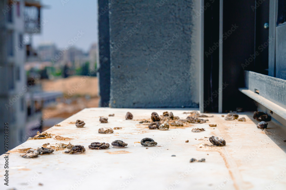 Pigeon droppings on the windowsill Stock Photo | Adobe Stock