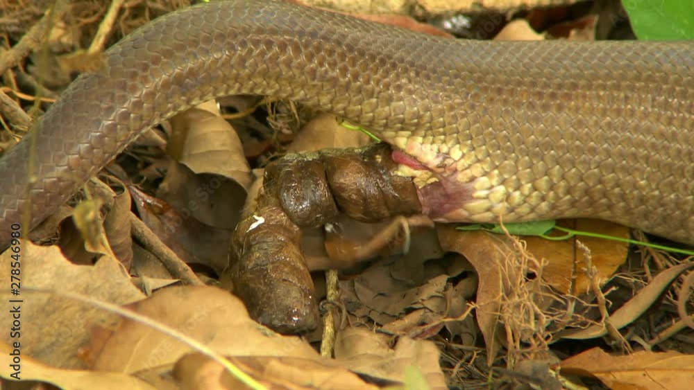 Snake Poop