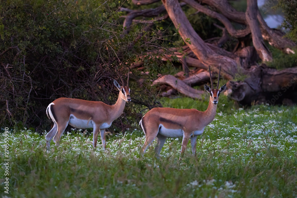 Two brown-white antelopes, Grant's gazelle, Nanger granti, walking in ...