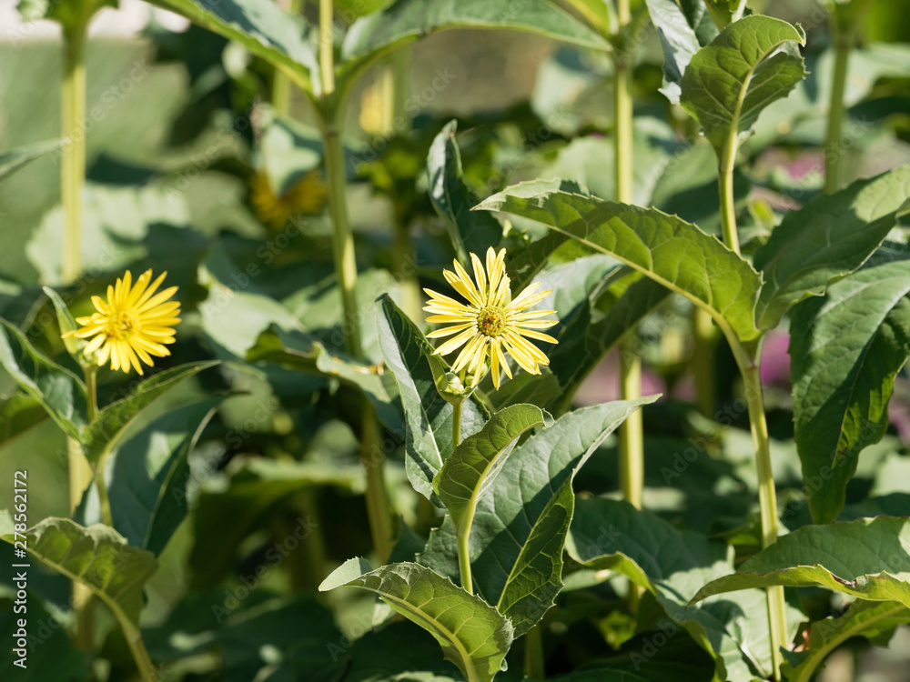 Gros plan sur une fleur de silphie perfoliée ou silphion aux capitules ...