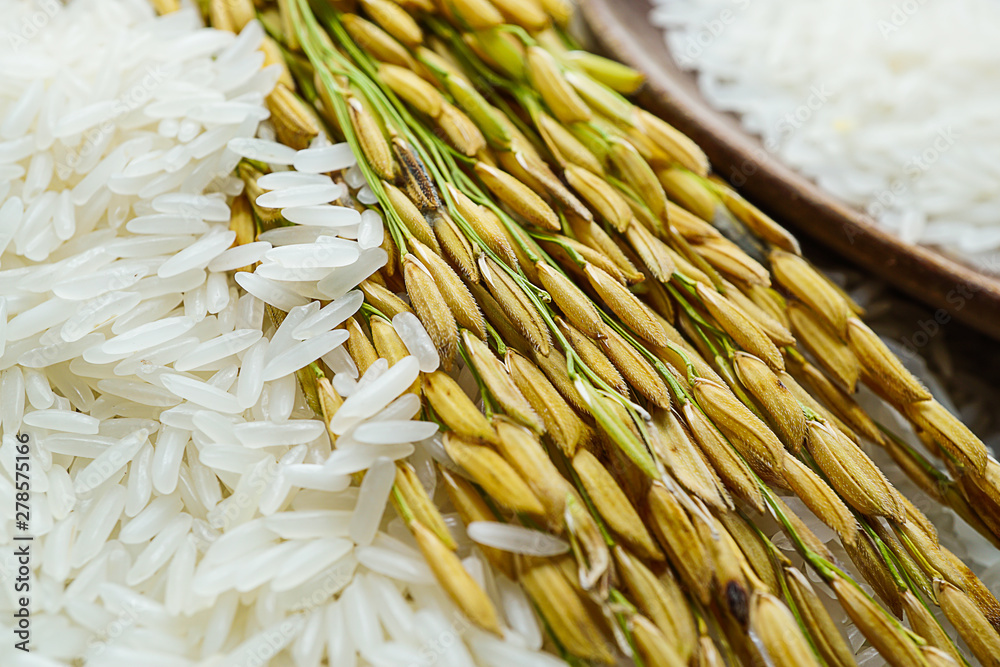 Jasmine white rice with gold grain from agriculture farm. Stock Photo ...