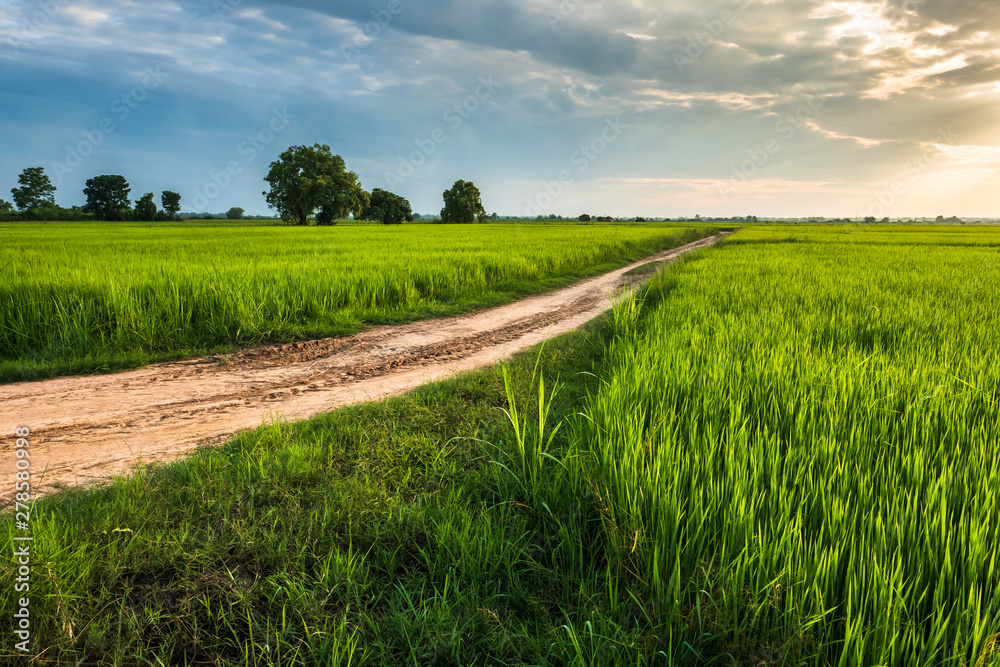 Rice Field Before Sunset Stock Photo | Adobe Stock