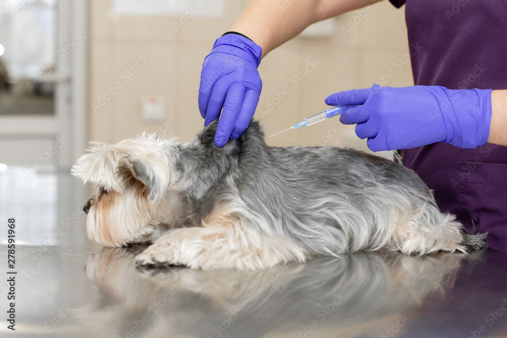 Doctor veterinarian vaccinates a small dog in a veterinary clinic ...