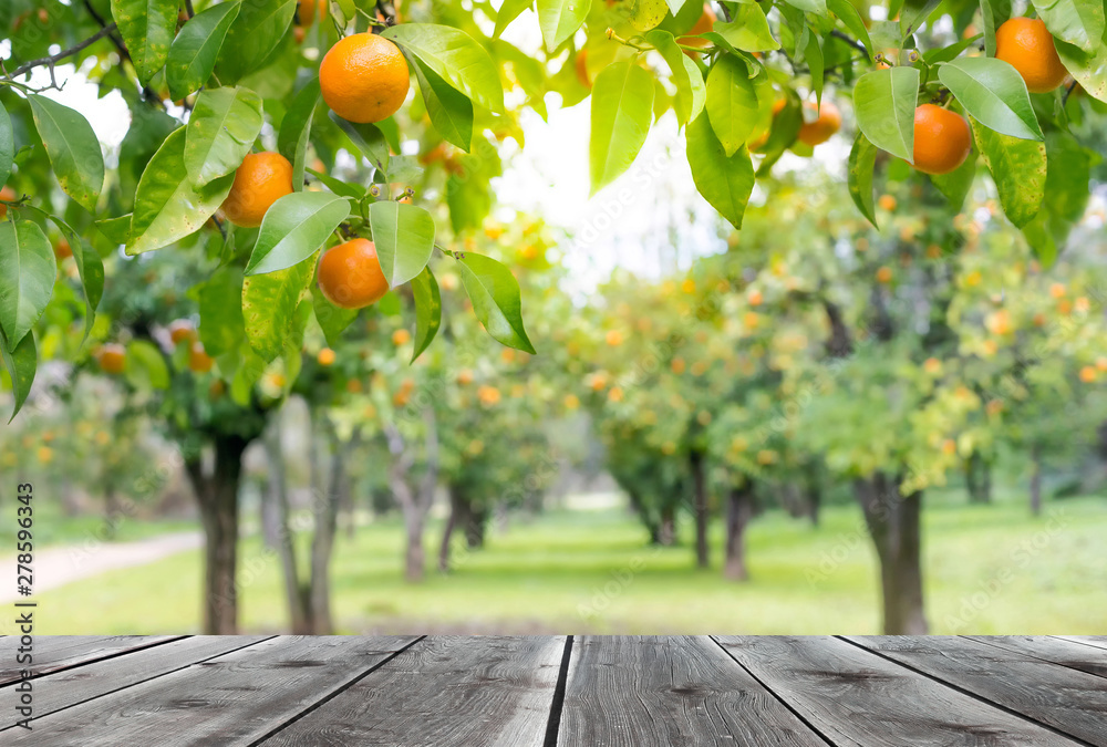 Wood table top with orange trees with fruits in sun light. For montage ...