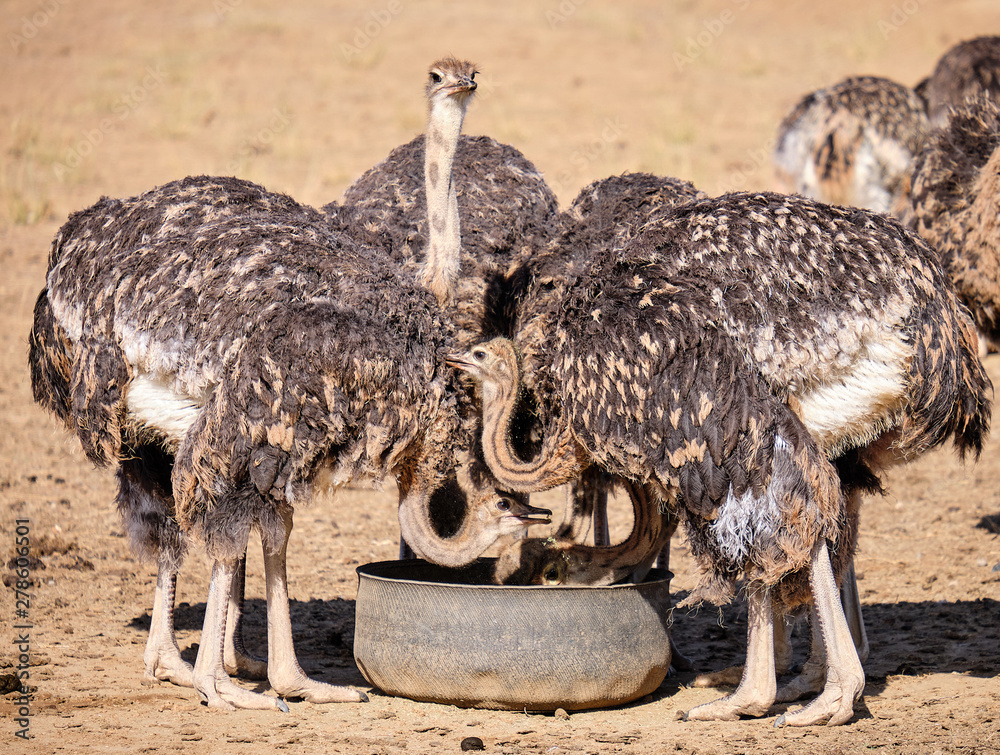 Ostriches Eating