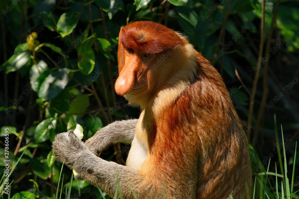 Malaysia. The long-nosed monkey or kahau (lat. Nasalis larvatus) — a ...