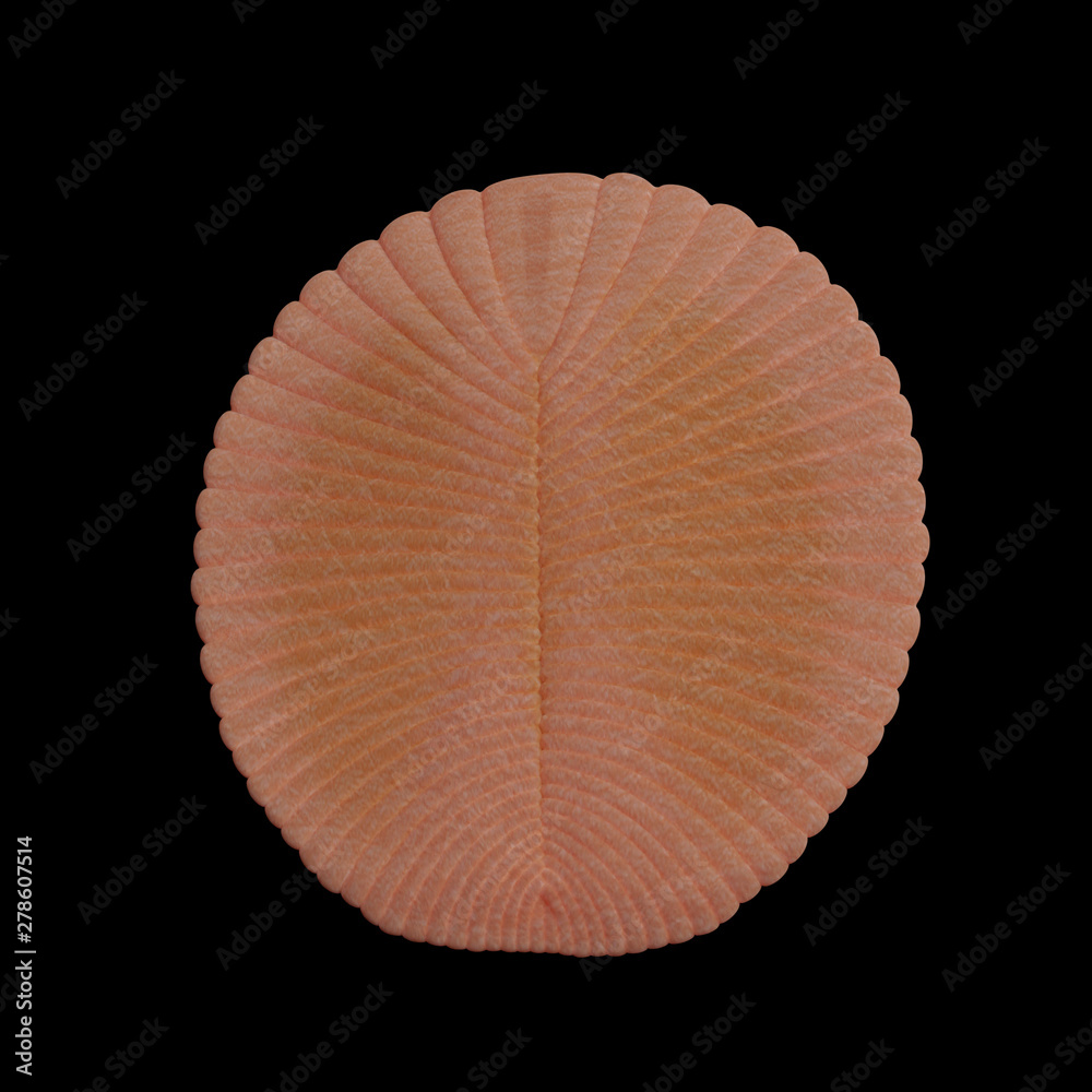 Dickinsonia, extinct creature of the Ediacaran era, one of the first ...