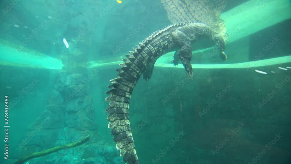 Wide low angle shot of the rear and underside of a crocodile as it ...