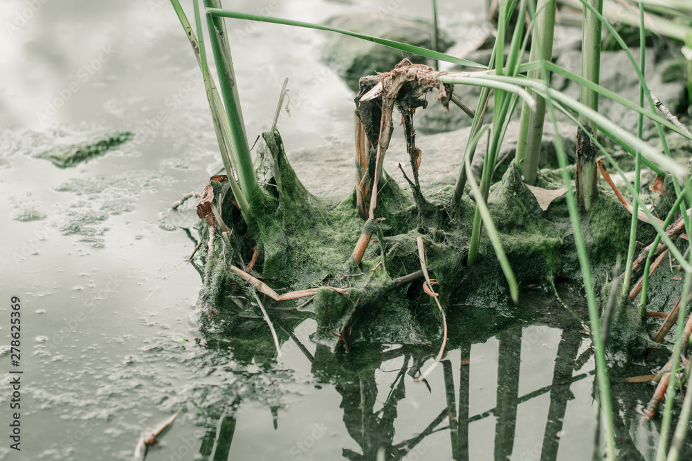 Broken reed covered with moss. Swamp with green water and plants ...