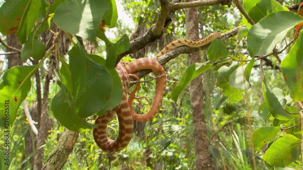 Wide shot of a brown tree snake resting wrapped around a small tree ...