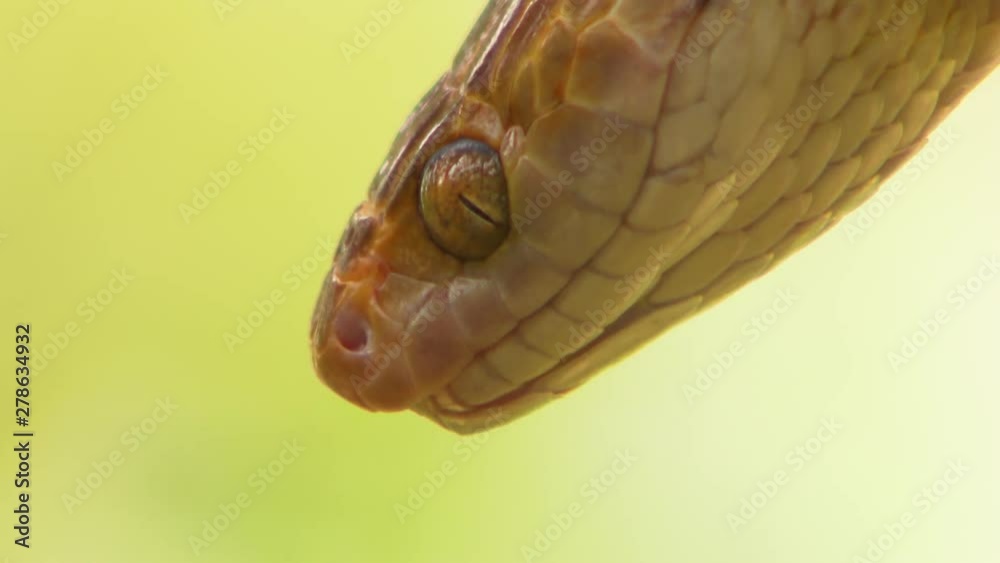Extreme close up showing the texture and detail of the scaley head and ...