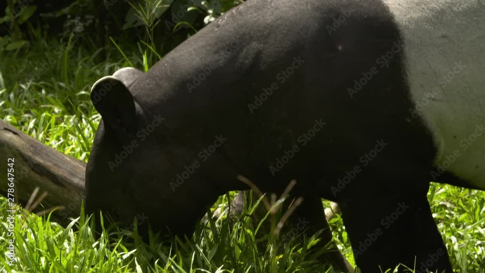 High contrast profile shot of a malayan tapir eating in tall grass ...