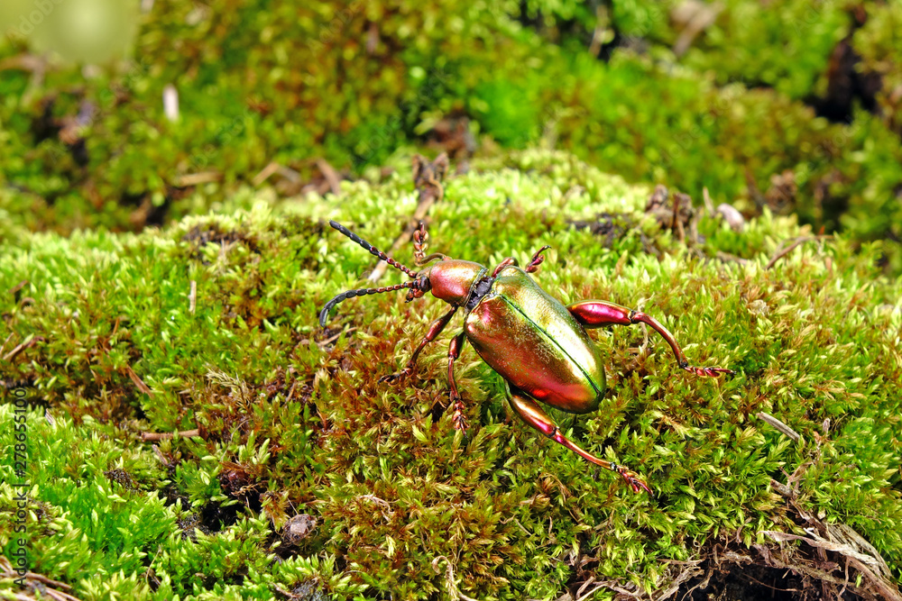Beetle : Frog-legged leaf beetles (Sagra femorata) in tropical forest ...