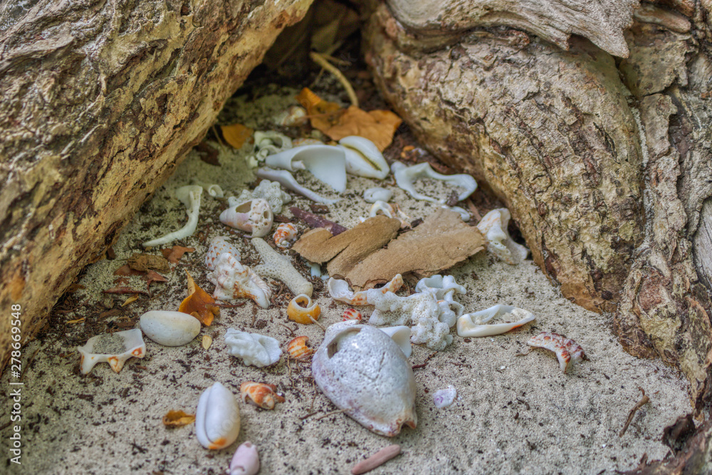 This unique photo shows clams from the sea that have been touched to a ...