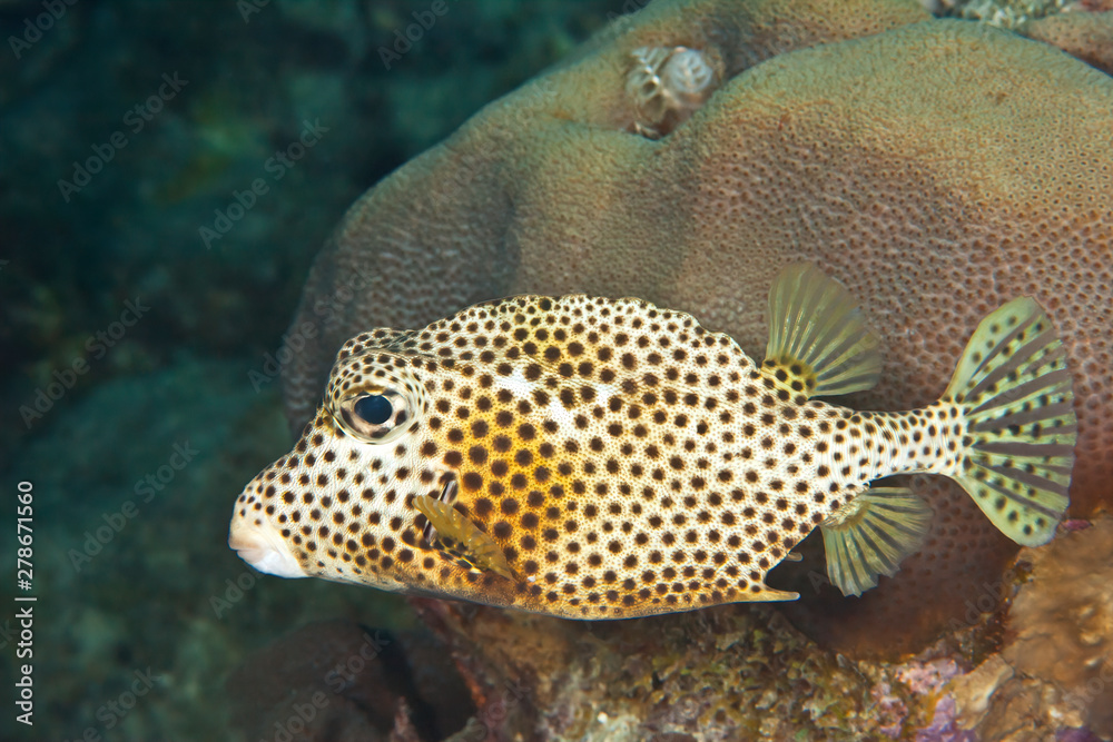 Boxfish, SpottedTrunkfish (Lactophrys bicaudalis) on the reefs around ...